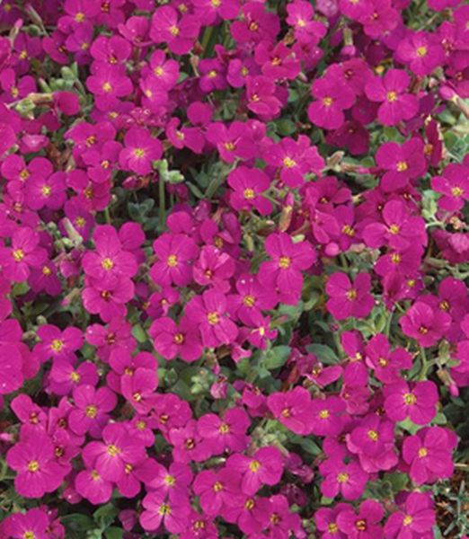 Aubrieta Cultorum 'Royal red'