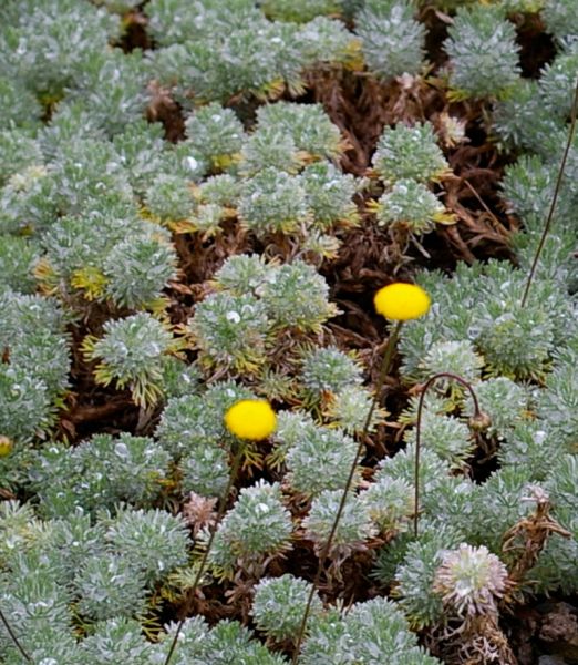 Cotula hispida