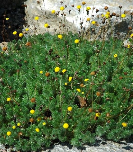 Cotula hispida