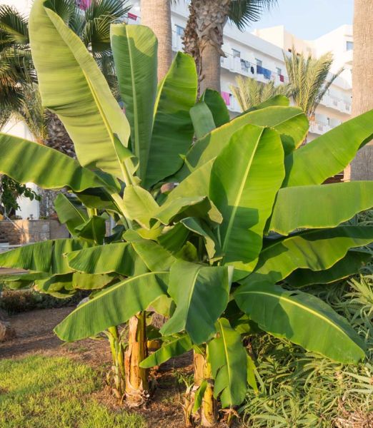 Musa acuminata 'Grand Nain'