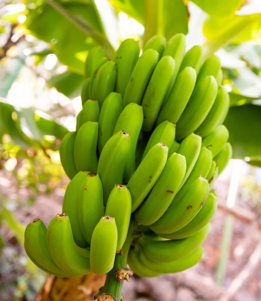 Musa acuminata 'Grand Nain'