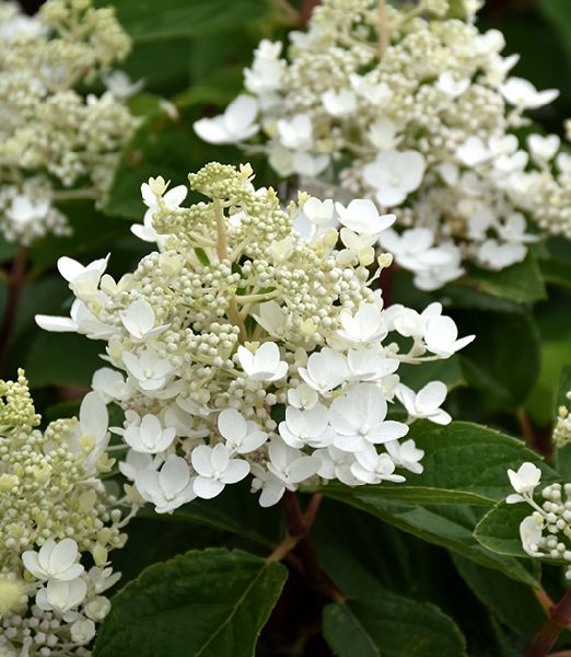 Hydrangea paniculata 'Baby Lace'®