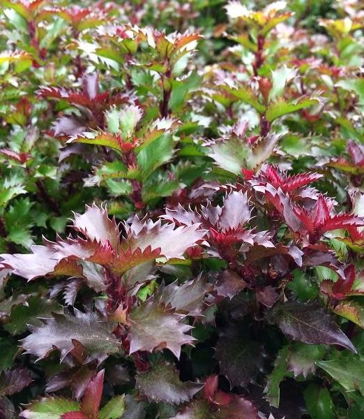 Ilex meserveae 'Little Rascal'