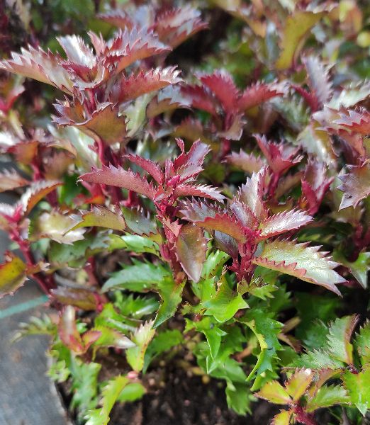 Ilex meserveae 'Little Rascal'
