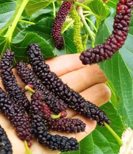 Morus alba x Morus macroura 'Sisiphus Everbearing'
