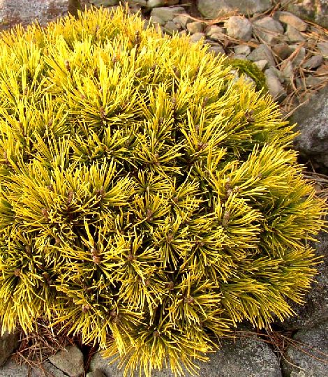 Pinus mugo 'WINTER GOLD'