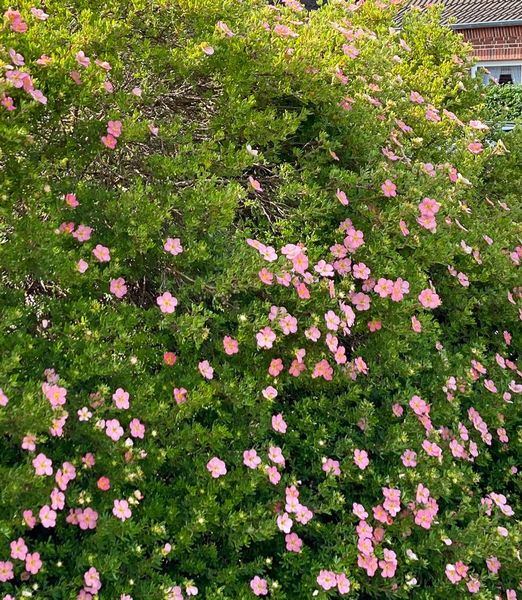 Potentilla fruticosa 'Princess'