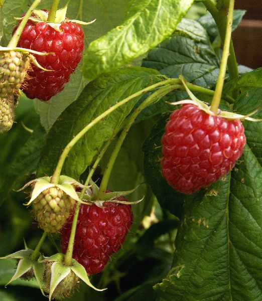 Rubus idaeus 'Polka'