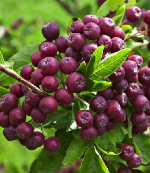 Sorbus Burka