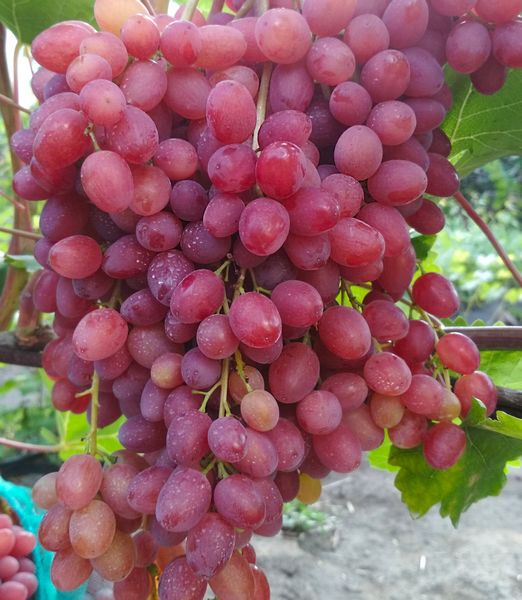 Vitis 'Veles'