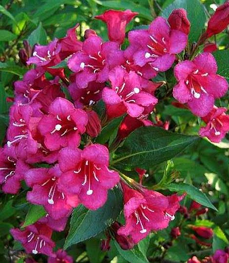 Weigela florida 'Variegata'
