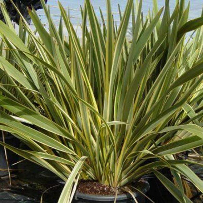 Phormium tenax 'aureovariegata