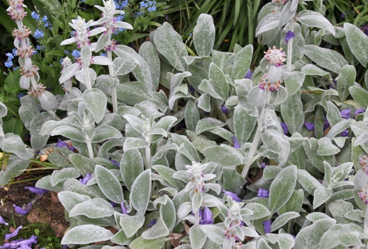 Stachys byzantina | Obchod plný rastlín - Brest.sk