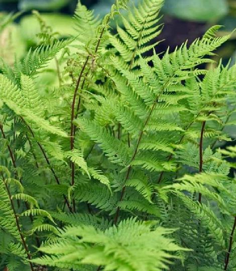 Athyrium filix-femina subsp. angustum f. rubellum 'Lady in Red'