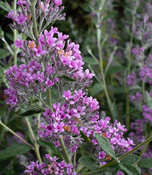 Buddleja alternifolia UNIQUE 'Pmoore12'