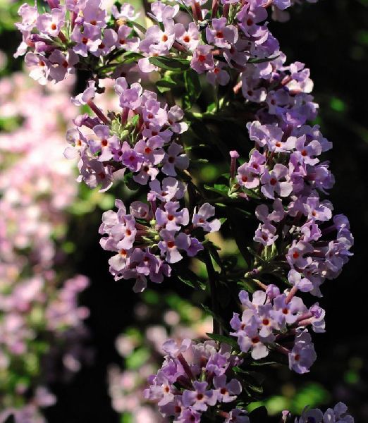 Buddleja alternifolia UNIQUE 'Pmoore12'