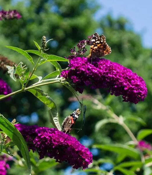 Buddleja davidii 'Harlequin'