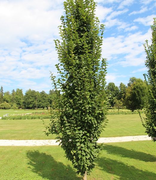 Carpinus betulus 'Lucas'