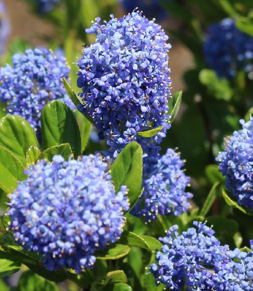 Ceanothus impressus 'Victoria'