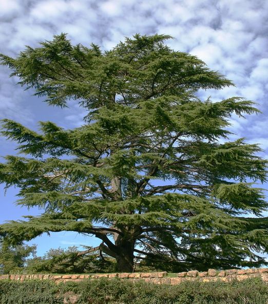 Cedrus libani
