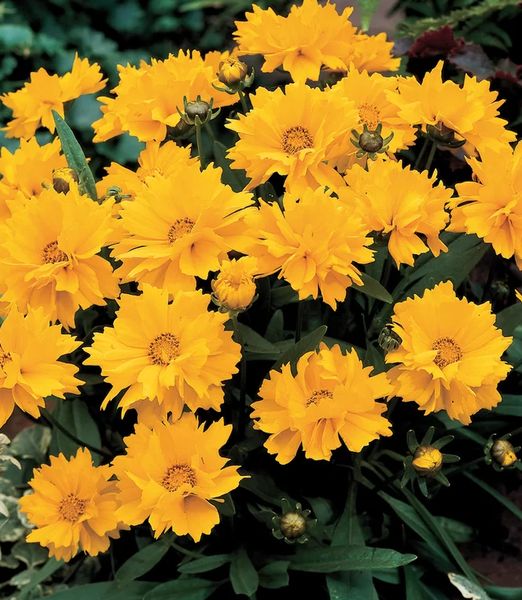 Coreopsis grandiflora 'Presto Yellow Double'