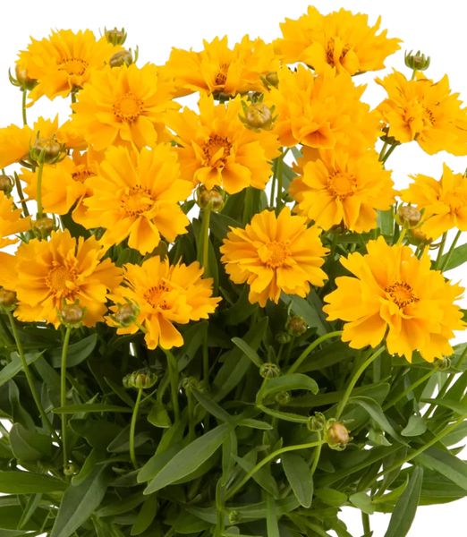 Coreopsis grandiflora 'Presto Yellow Double'