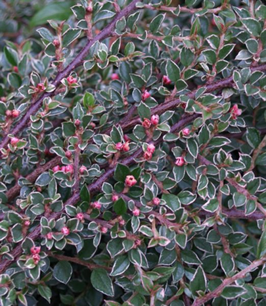 Cotoneaster atropurpureus 'Variegatus'