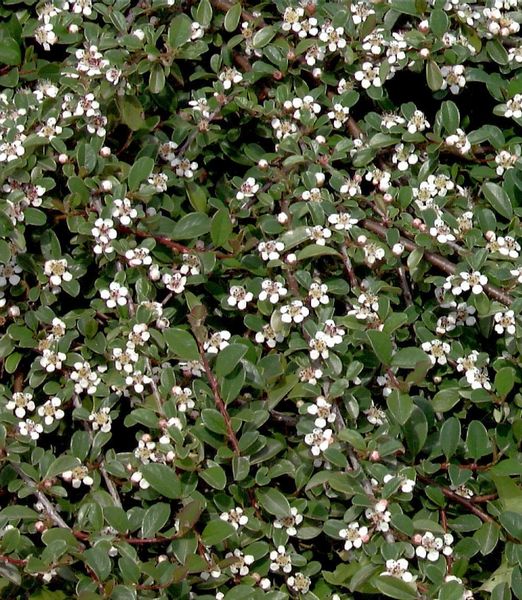 Cotoneaster dammeri 'Major'