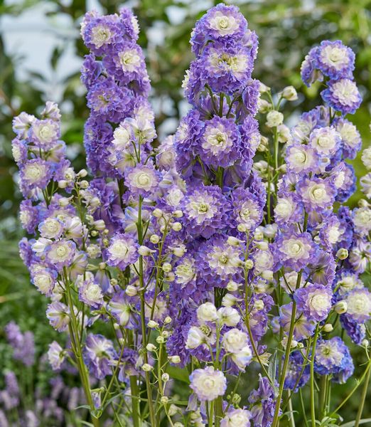Delphinium 'Highlander Bolero