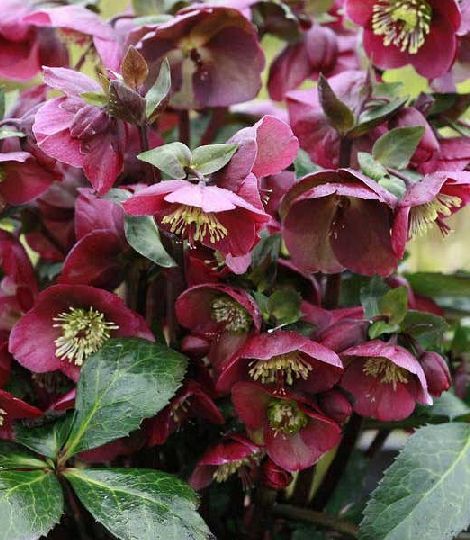Helleborus orientalis 'Red Lady'