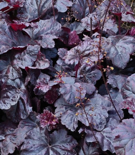 Heuchera 'Obsidian'
