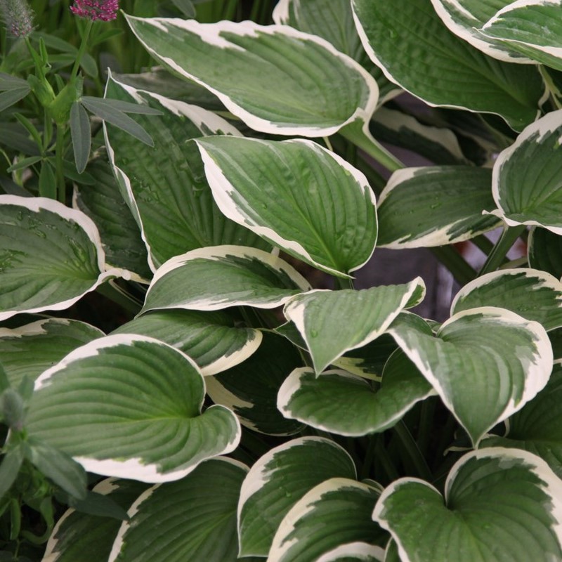 Hosta fortunei 'Francee'