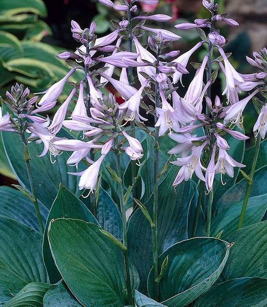 Hosta Fortunei Hyacinthina