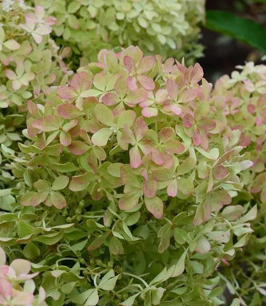 Hydrangea paniculata 'Magical Lime Sparkle'