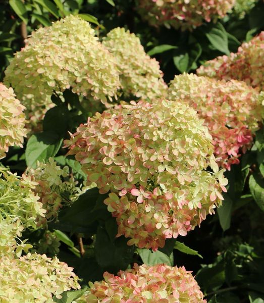 Hydrangea paniculata 'Mojito'