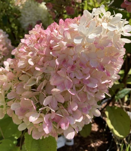 Hydrangea paniculata 'Mojito'