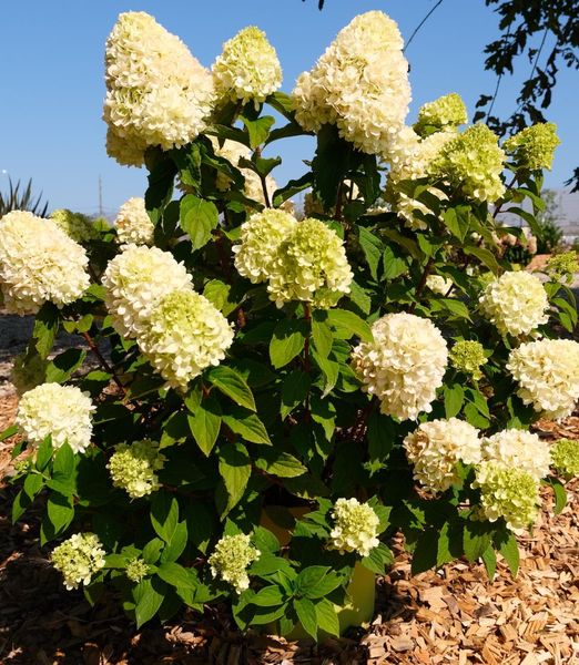 Hydrangea paniculata 'Mojito'