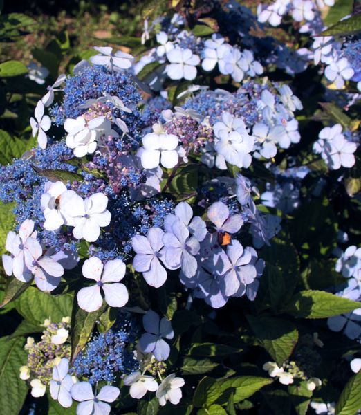 Hortenzia pílovitá 'Blue Bird'