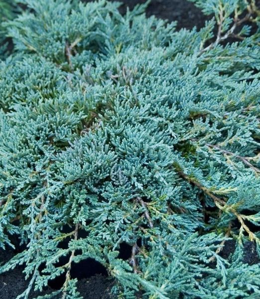 Juniperus horizontalis 'Icee Blue'