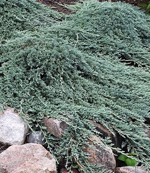Juniperus horizontalis 'Icee Blue'