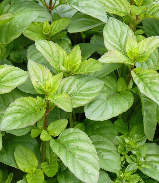 Mentha citrata 'Lemon Fresh'