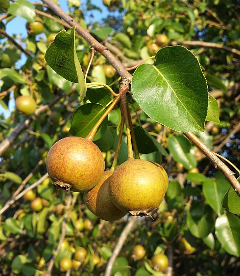 pyrus pyraster