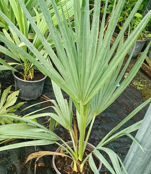 Sabal minor