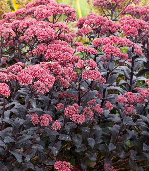 Sedum 'Jose Aubergine'