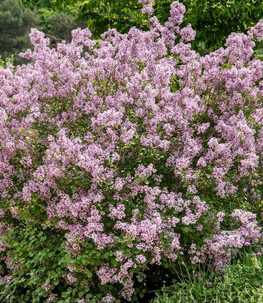 Syringa meyeri 'Palibin'