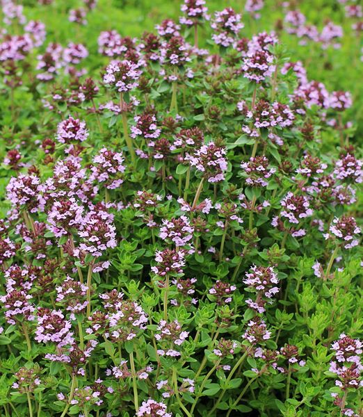 Thymus citriodorus lemon