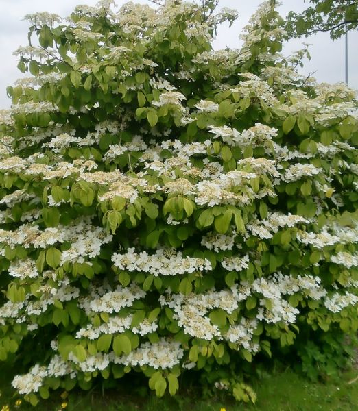 Faszinierend Viburnum Mariesii Plicatum Fotos